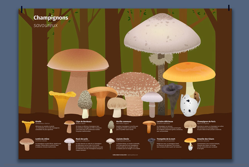 Affiches • Champignons - Anna Griot